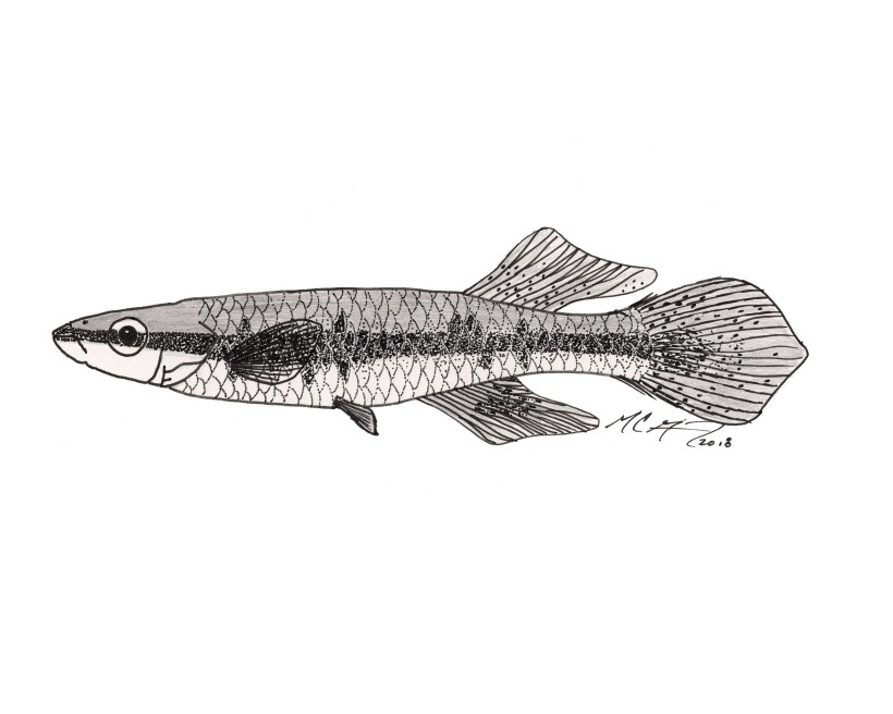 Fundulus notatus, the blackstripe topminnnow, 2018 – Michelle C Gilbert