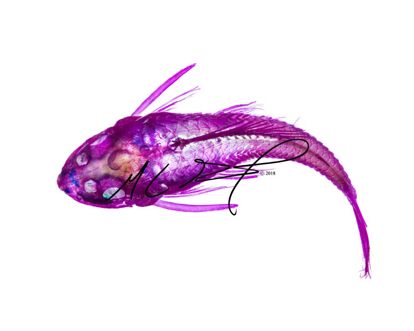 Pterygoplichthys pardalis, Amazon sailfin catfish. MC Gilbert 2018 ...