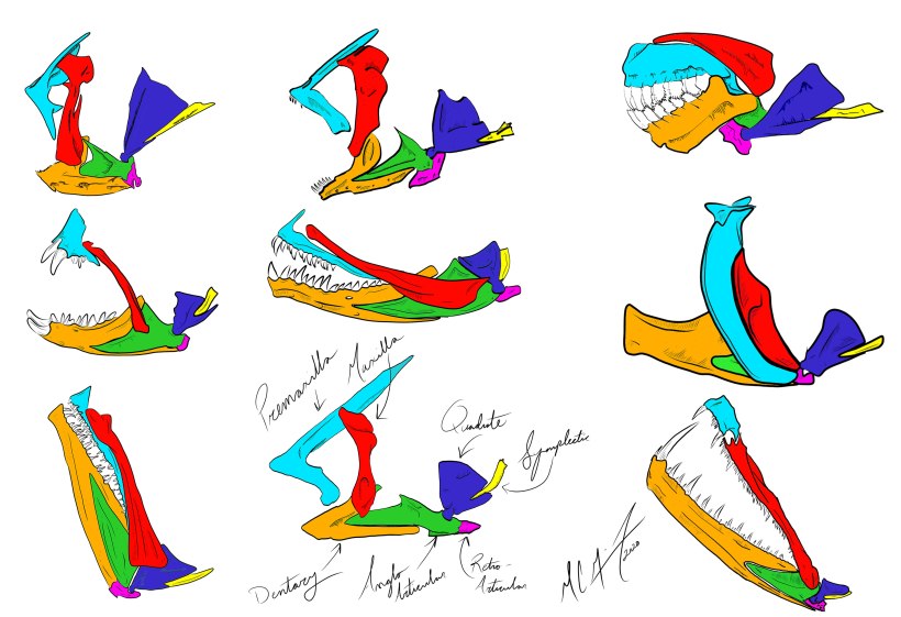 Fish Sketches 2020 – Michelle C Gilbert